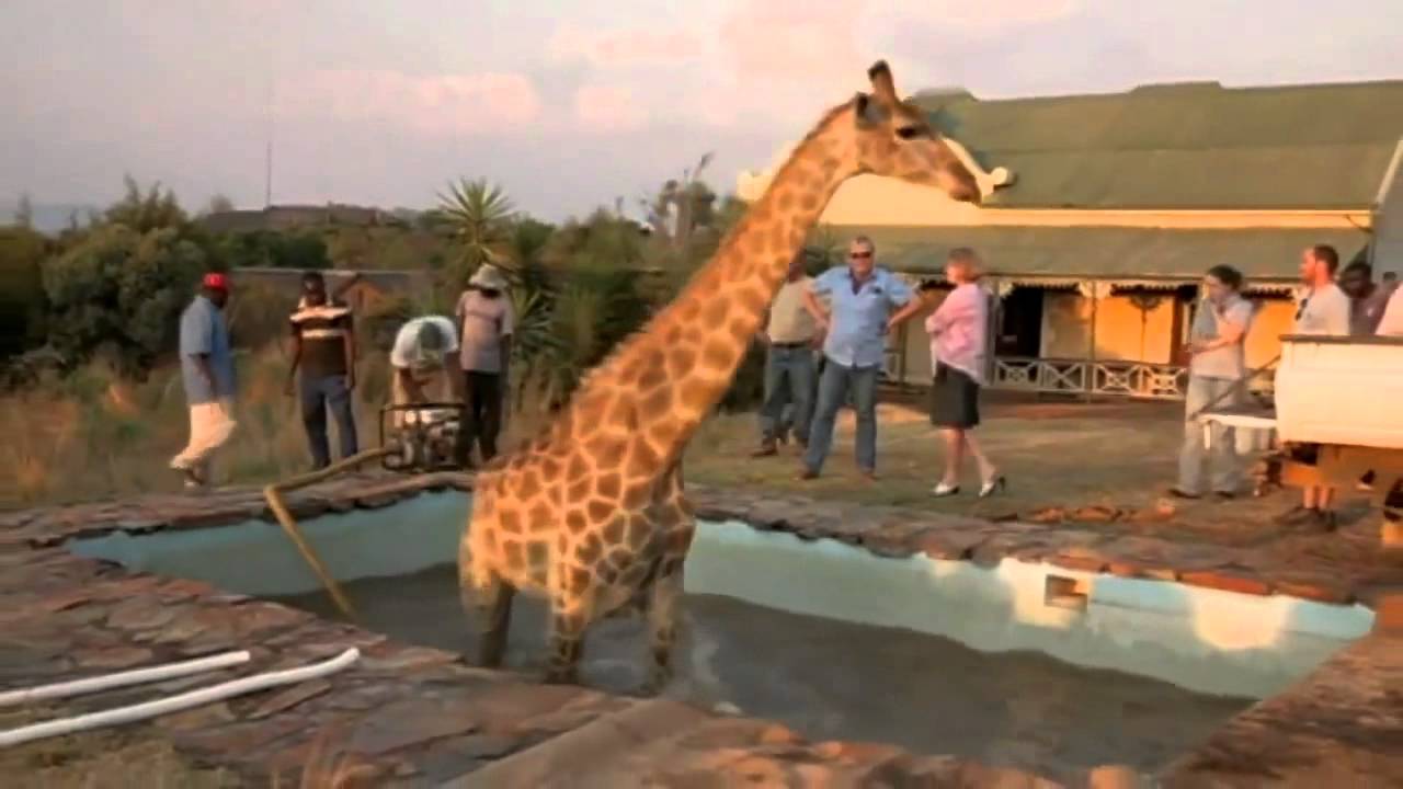 Rescue of a giraffe stuck in swimming pool - YouTube