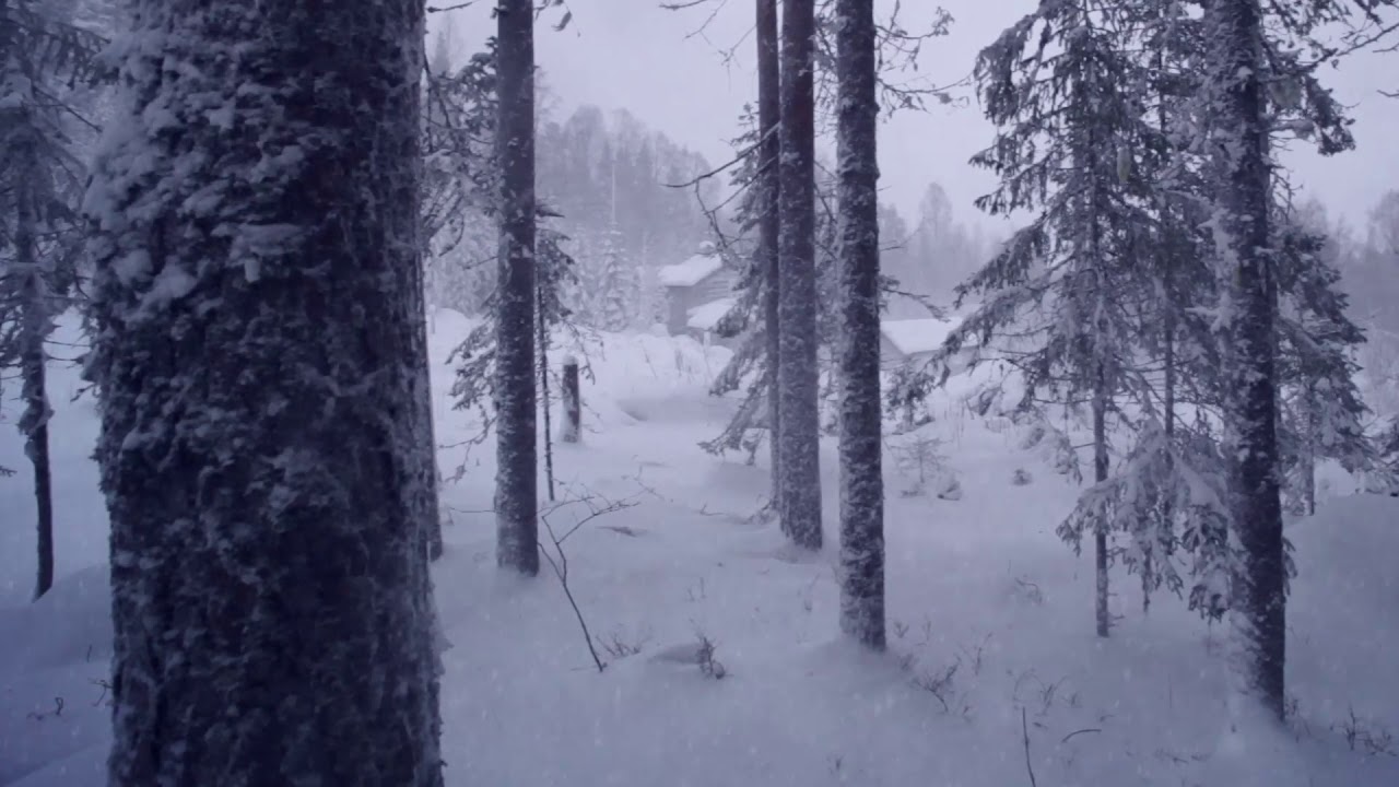 Snow storm in a forest in the blue hour of a cold day in late winter ...