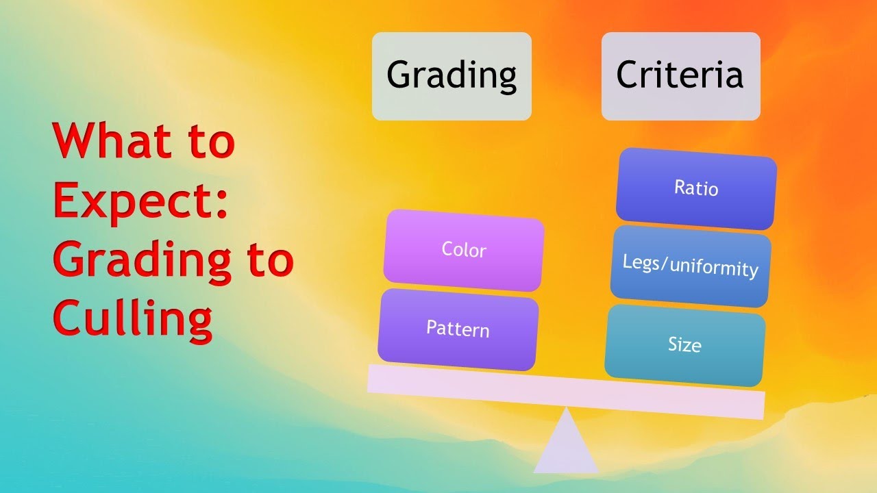 What to Expect: Shrimp Grading to Culling - YouTube