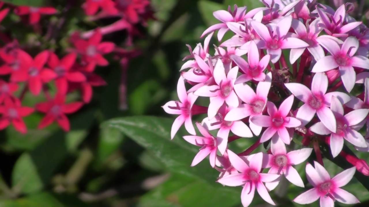 Pentas lanceolata Varieties - YouTube