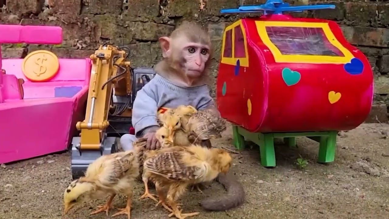 Monkey BuBu Cuida Al Patito y Rescata Polluelo Del Huevo : Detalles ...