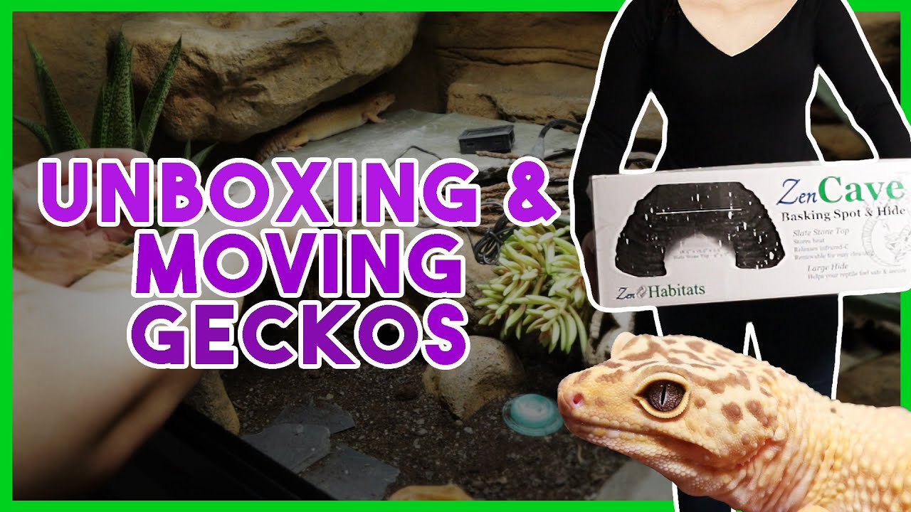 UNBOXING & PREPARING GECKOS TO MOVE | Zen Habitats, Reptile Room & More ...