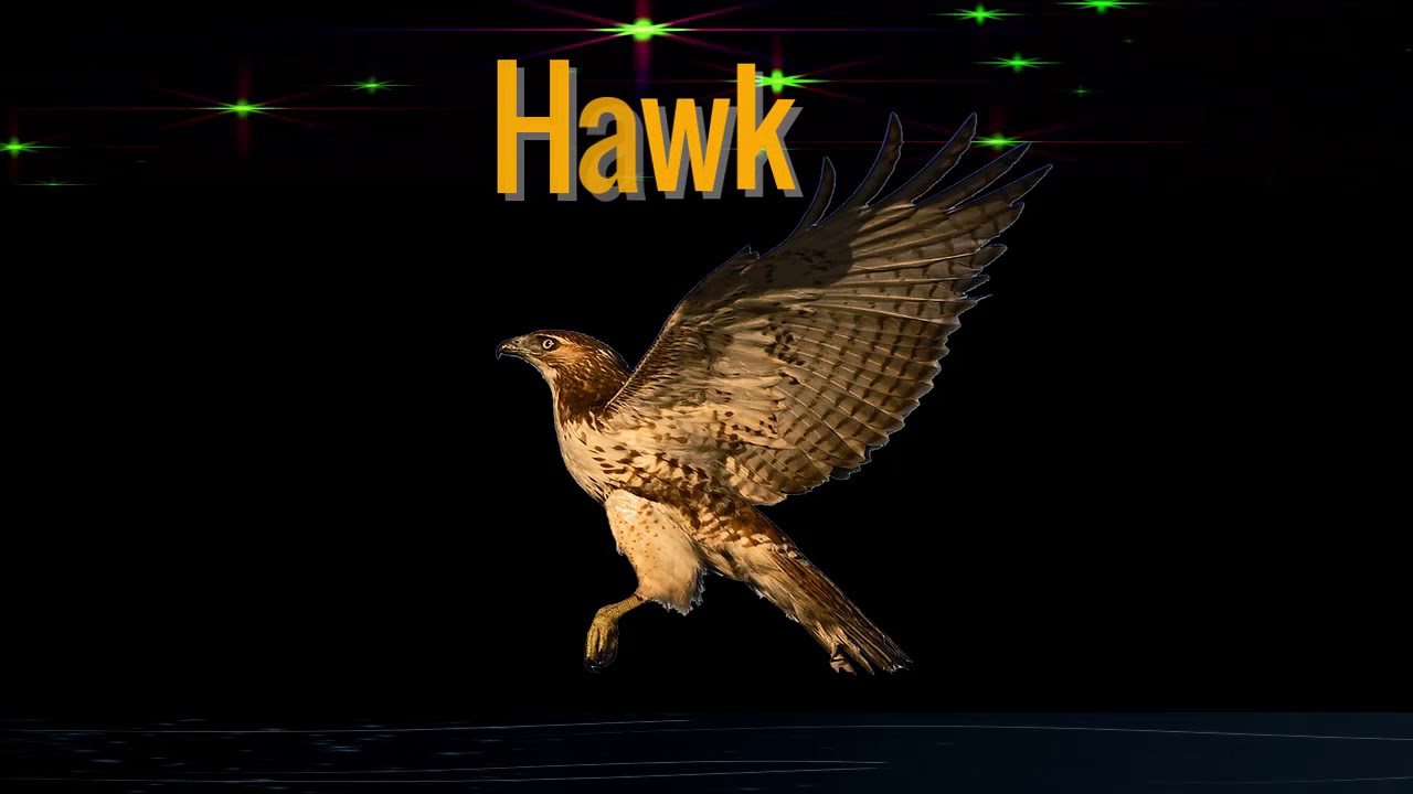 Hawk Spirit Animal. | Spirit animal meaning. Power Animal. Hawk signal ...