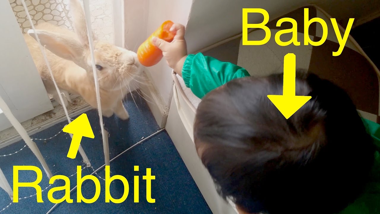 Baby Meets Rabbit: First Time - YouTube