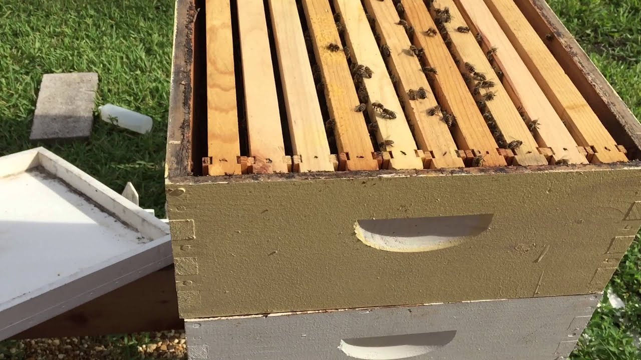 The installation of hive beetle blaster - YouTube