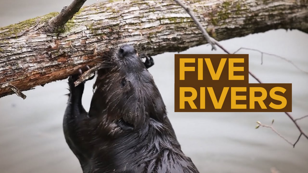History of Five Rivers Environmental Education Center - YouTube