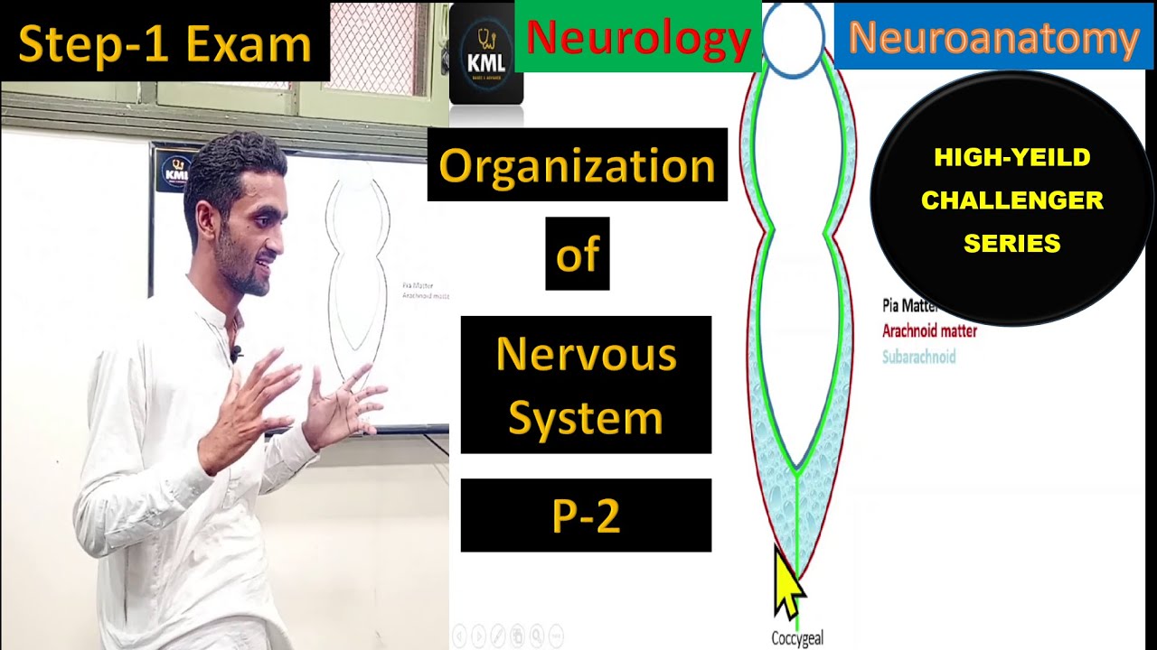 Neurology | Organization of Nervous System Part-2 | CNS and PNS ...