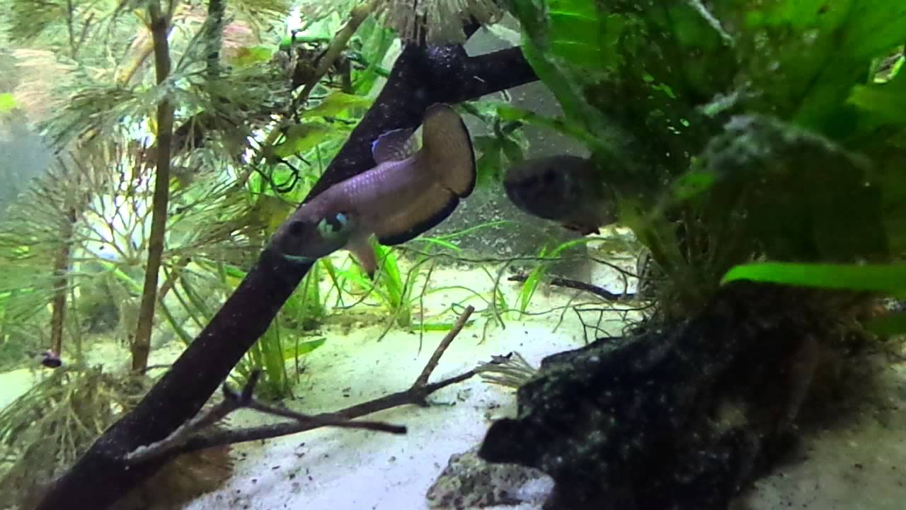 Betta Simplex - YouTube