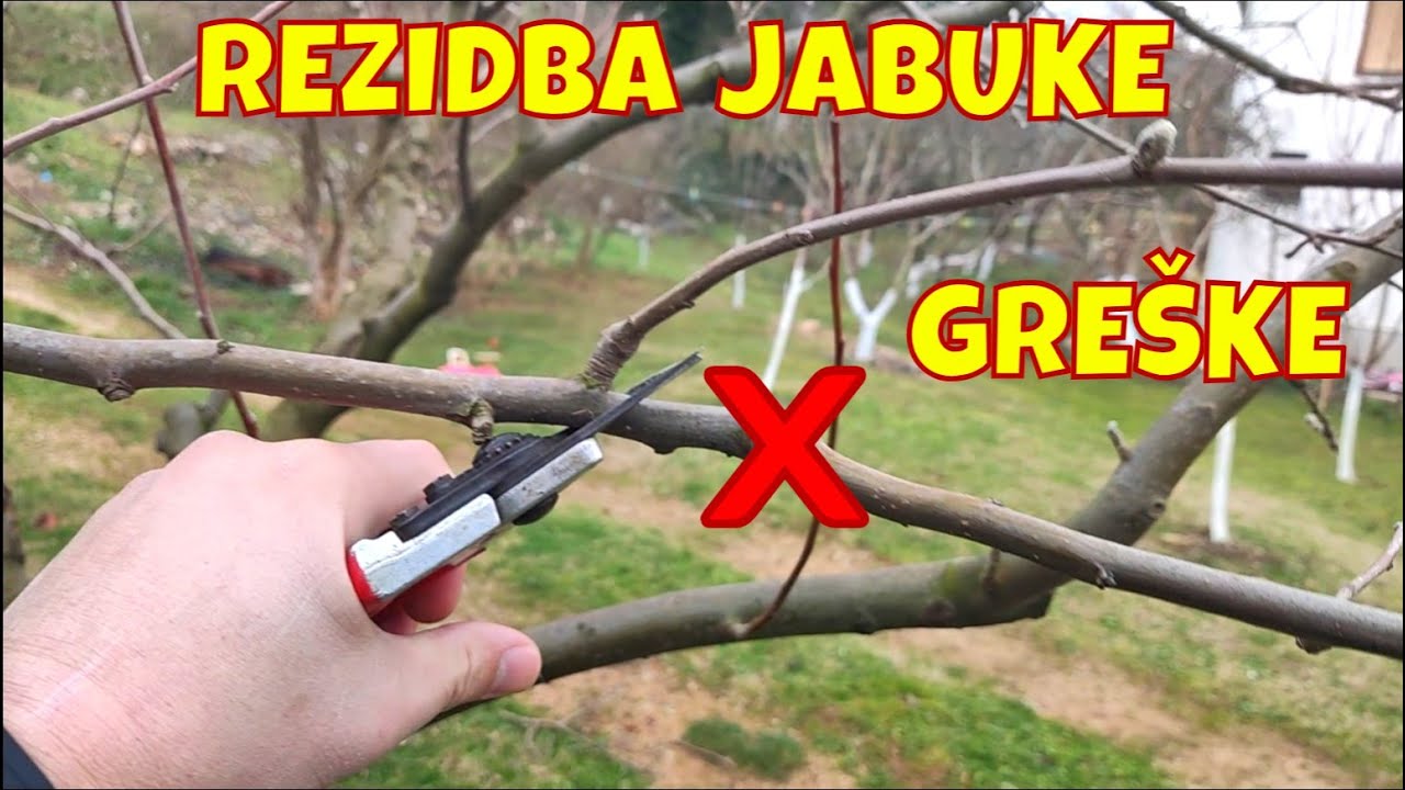 Rezidba jabuke za početnike - Ne radite ove greške - YouTube
