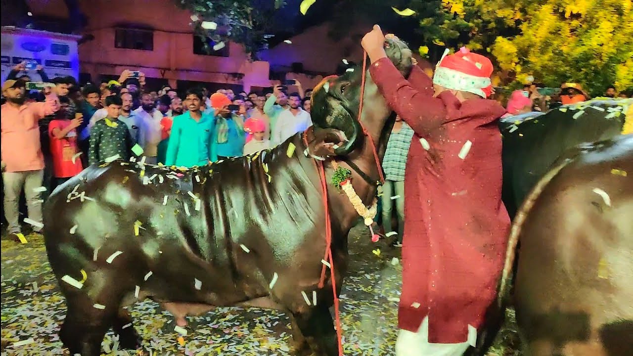 Madhu Yadav bull lifting at khairatabad sadar | Khairatabad madhu Yadav ...