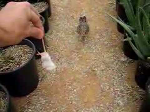 Roadrunner eating a mouse out of my hand! - YouTube
