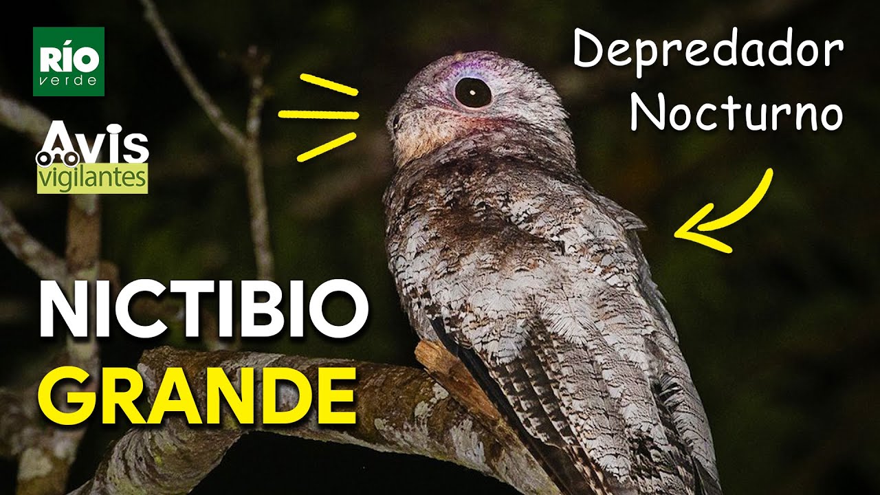 El nictibio grande (Nyctibius grandis) - Avis vigilantes - YouTube