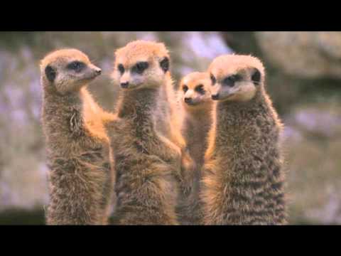 Wo ist denn nur der Rudi - YouTube