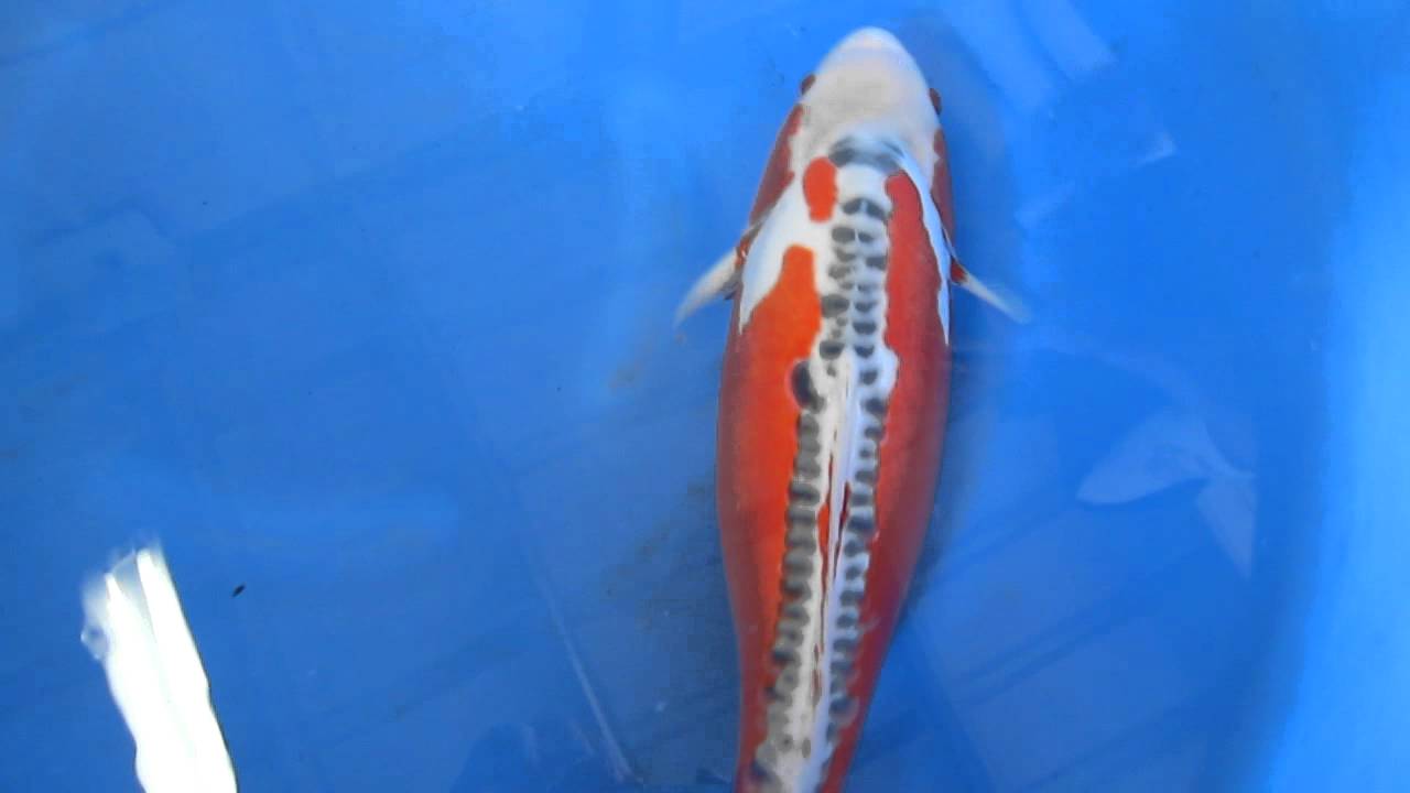 Code MSP100 Maruhiro Sansai Shusui, Doitsu Mukashi Ogon - YouTube