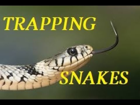 TRAPPING SNAKES AROUND THE HOME - YouTube