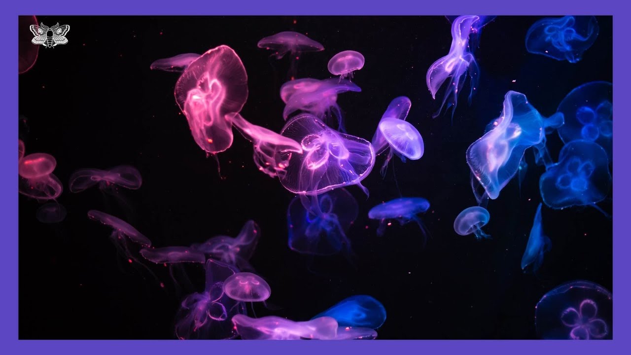 ASMR Underwater Ambience Jellyfish Deep Sleep | Relax | Calming - YouTube
