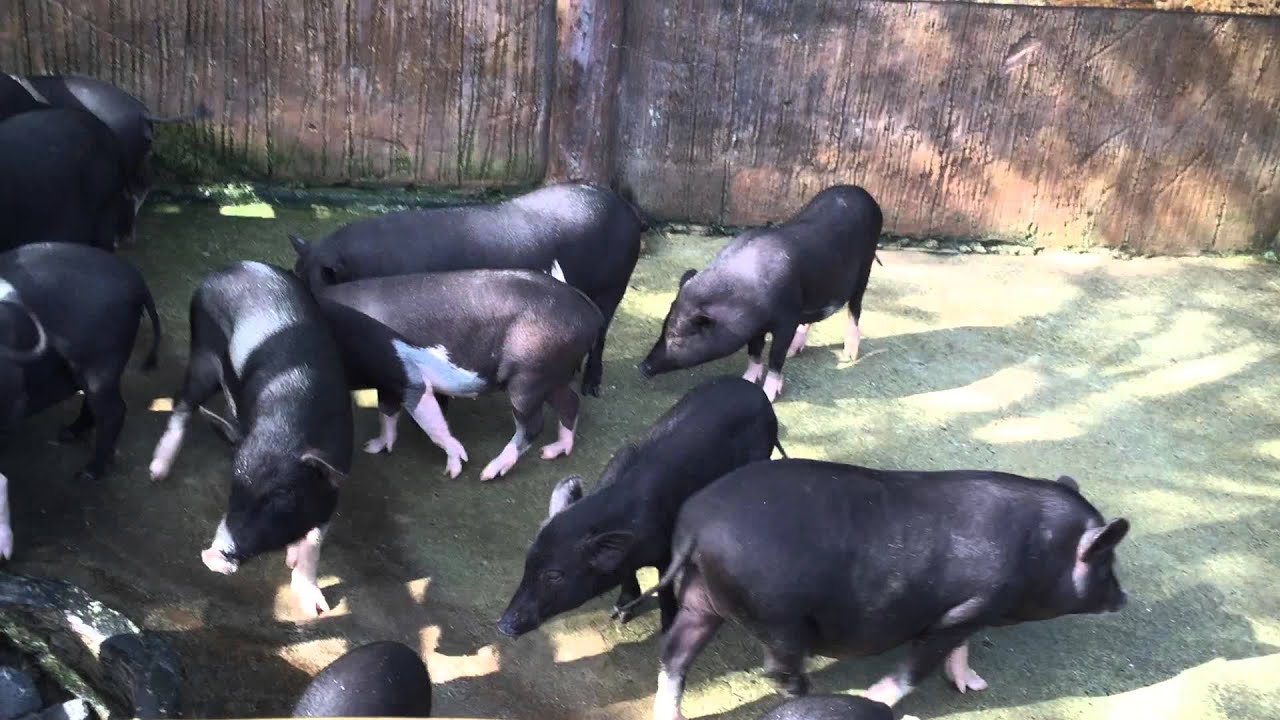 Pig Farm at Dannok, Thailand - YouTube