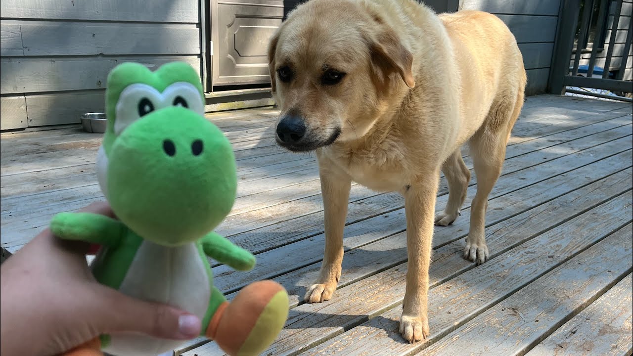 Yoshi’s Pet Dog Video - YouTube