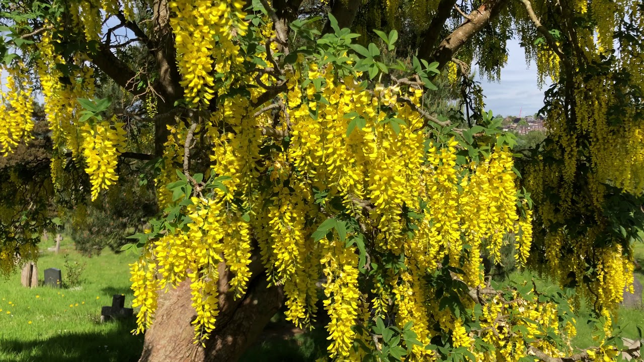 Golden Chain - flowers - May 2020 - YouTube