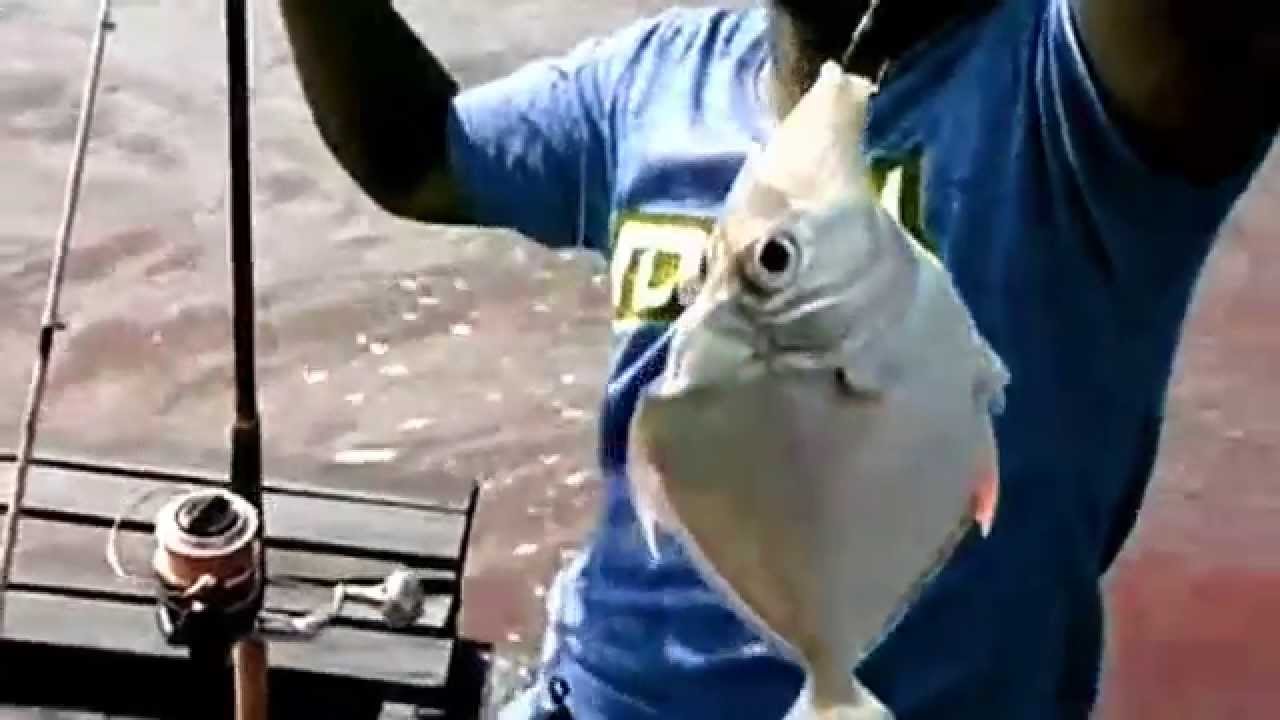 Ikan Petek ~Bete-Bete~ #Leiognathus equulus - YouTube