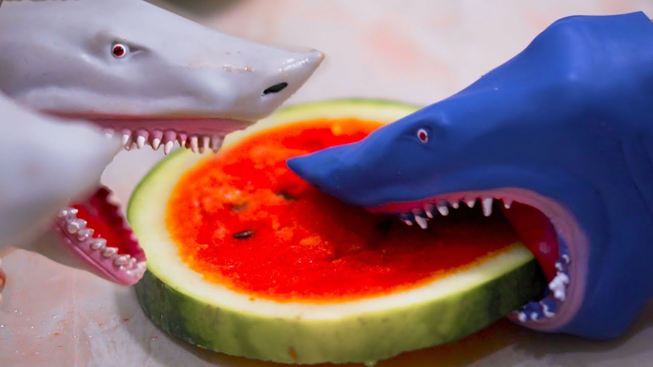 Shark Puppet! Watermelon battle - Rapper- Racer...Fast & Furious.Animal ...