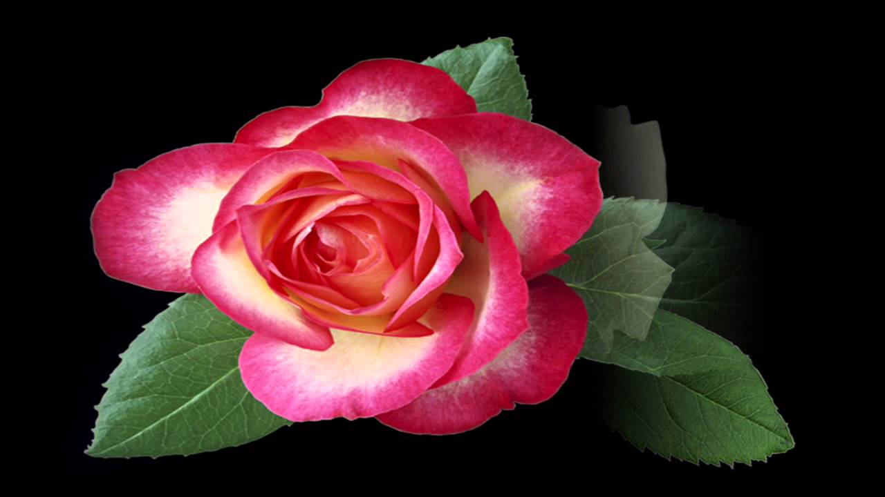 Cafe del Mar - I Love You ( ROSES ) - YouTube