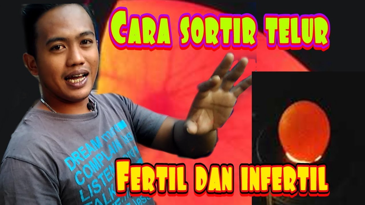 Cara Mengetahui Telur Ayam Fertil Dan Infertil - YouTube