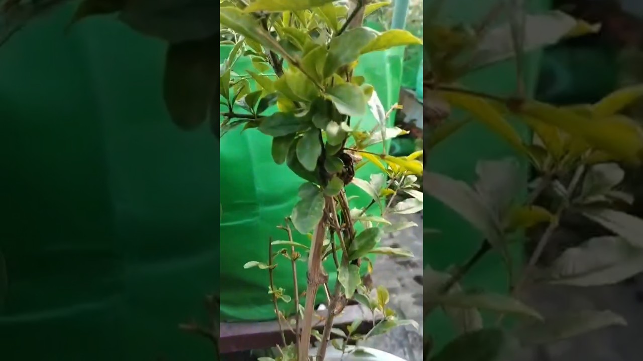 Reporting ke baad aakar ka plant #youtube #youtuber #youtubeshort # ...