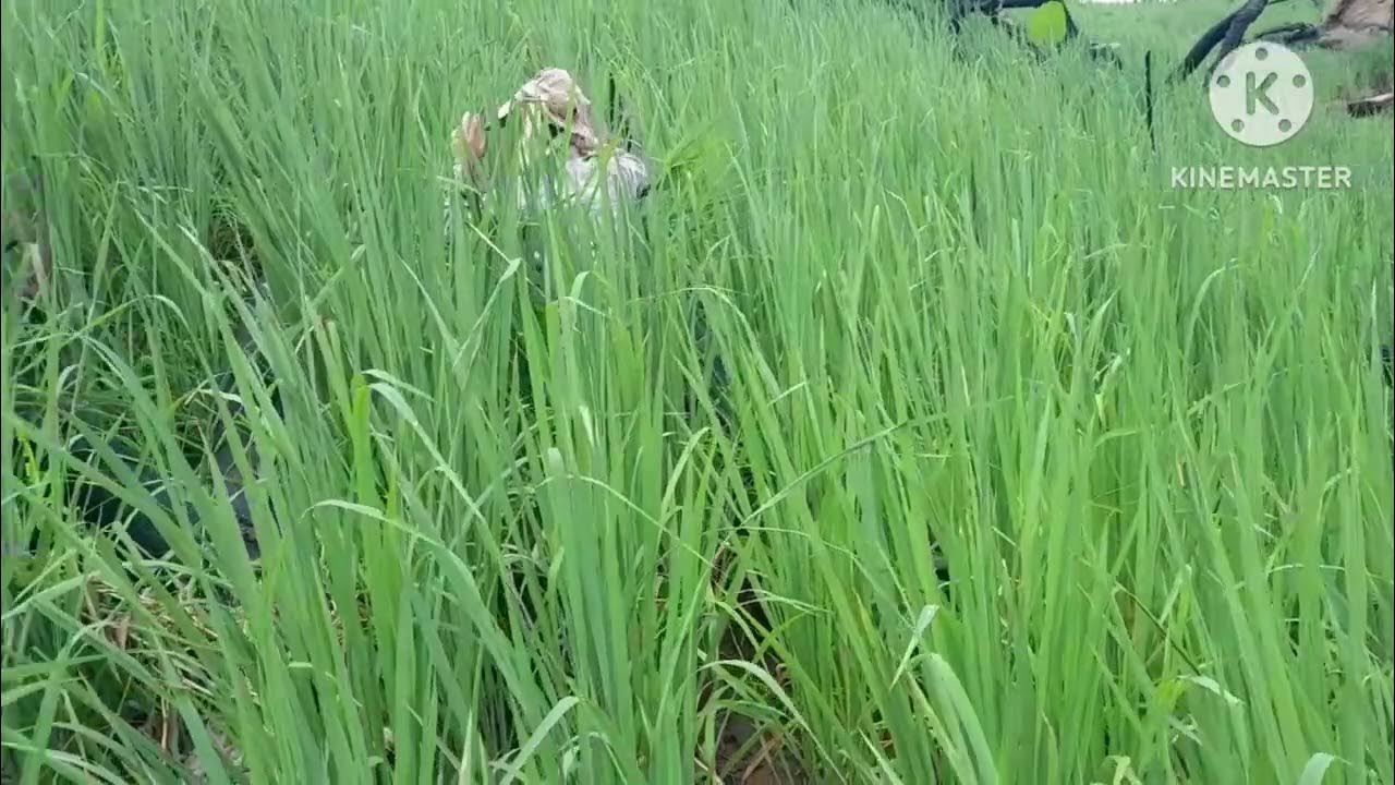 hnub no mus dob nroj nplej nawb - YouTube