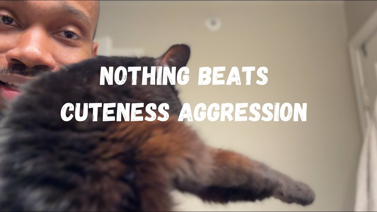 Nothing Beats CUTENESS AGGRESSION! - YouTube