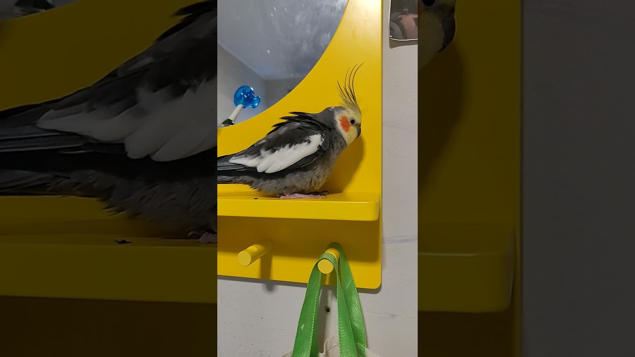 Le birb - YouTube