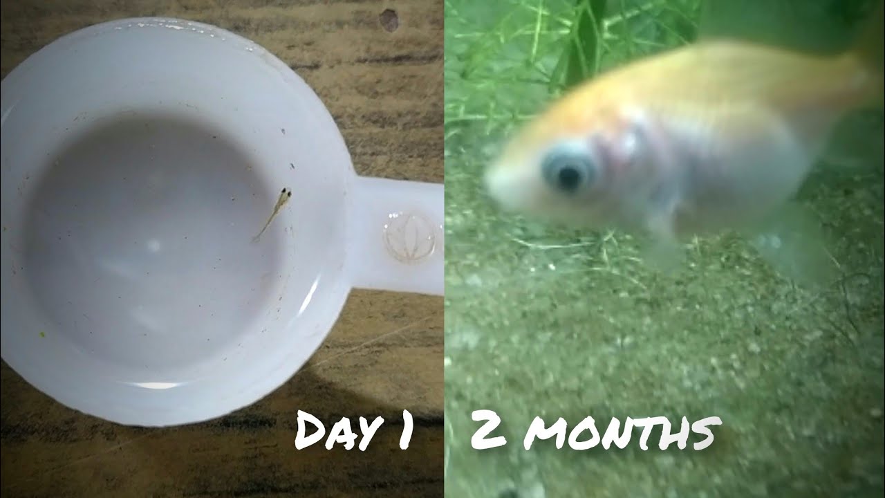 Goldfish growth stage || Week 1 to 2 months - YouTube