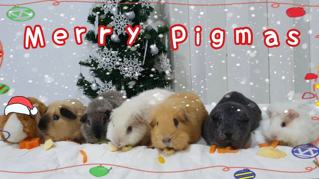 Merry Christmas - hughug a guinea pig - YouTube