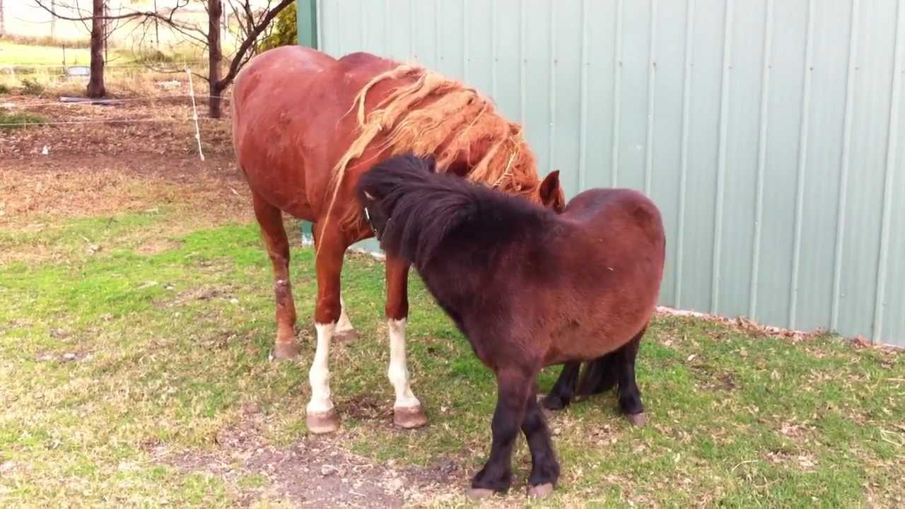 Two stallions socialising - YouTube