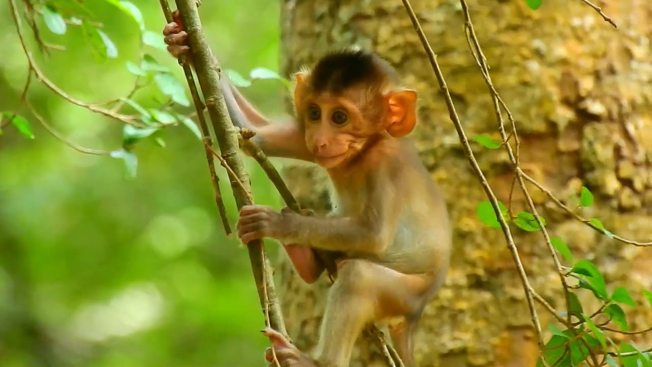 Most sad video! Pitiful Brady sit on the tree to meet Libby again, Brady want to meet Libby 2nd ...