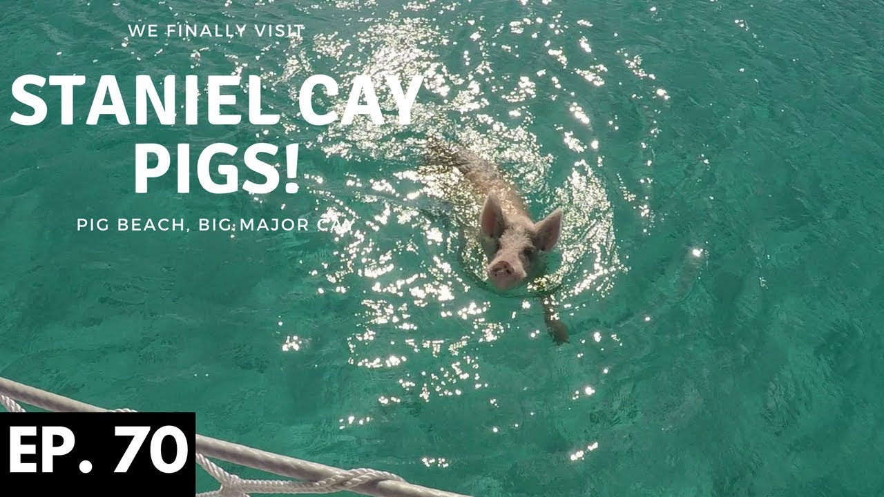 Ep. 70: Staniel Cay Pigs! - YouTube
