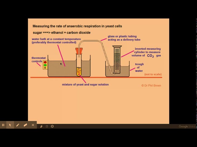 Anaerobic Yeast Fermentation Graph Fermentation Of Glucose Using Yeast