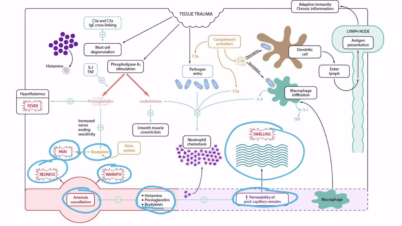 The Kinin System for the USMLE Step 1 - YouTube