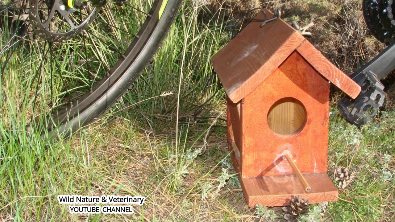 With the advent of spring, I began installing birds' Houses | Helping ...