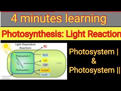Photosynthesis||photosystem 1 and photosystem 2||light reaction ...