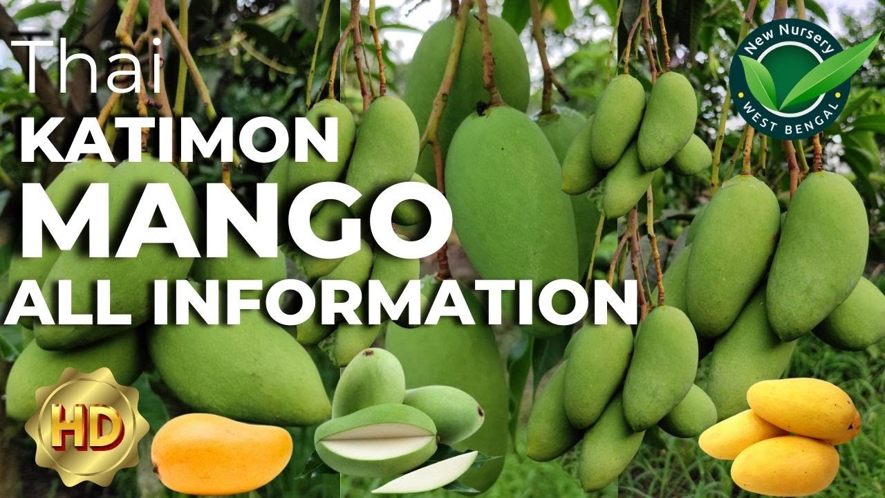Find out why Thai Katimon mango cultivation is growing so much | थाई ...