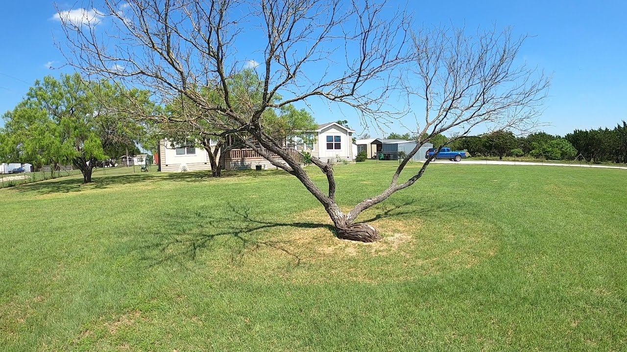 Dead Mesquite tree removal PT 1 - YouTube
