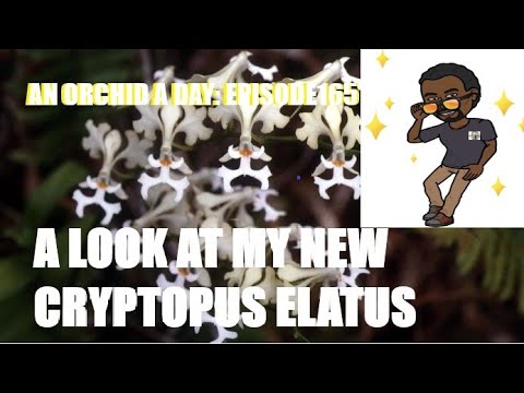 #NEWORCHID AN ORCHID A DAY : EPISODE 165 A LOOK AT CRYPTOPUS ELATUS ...