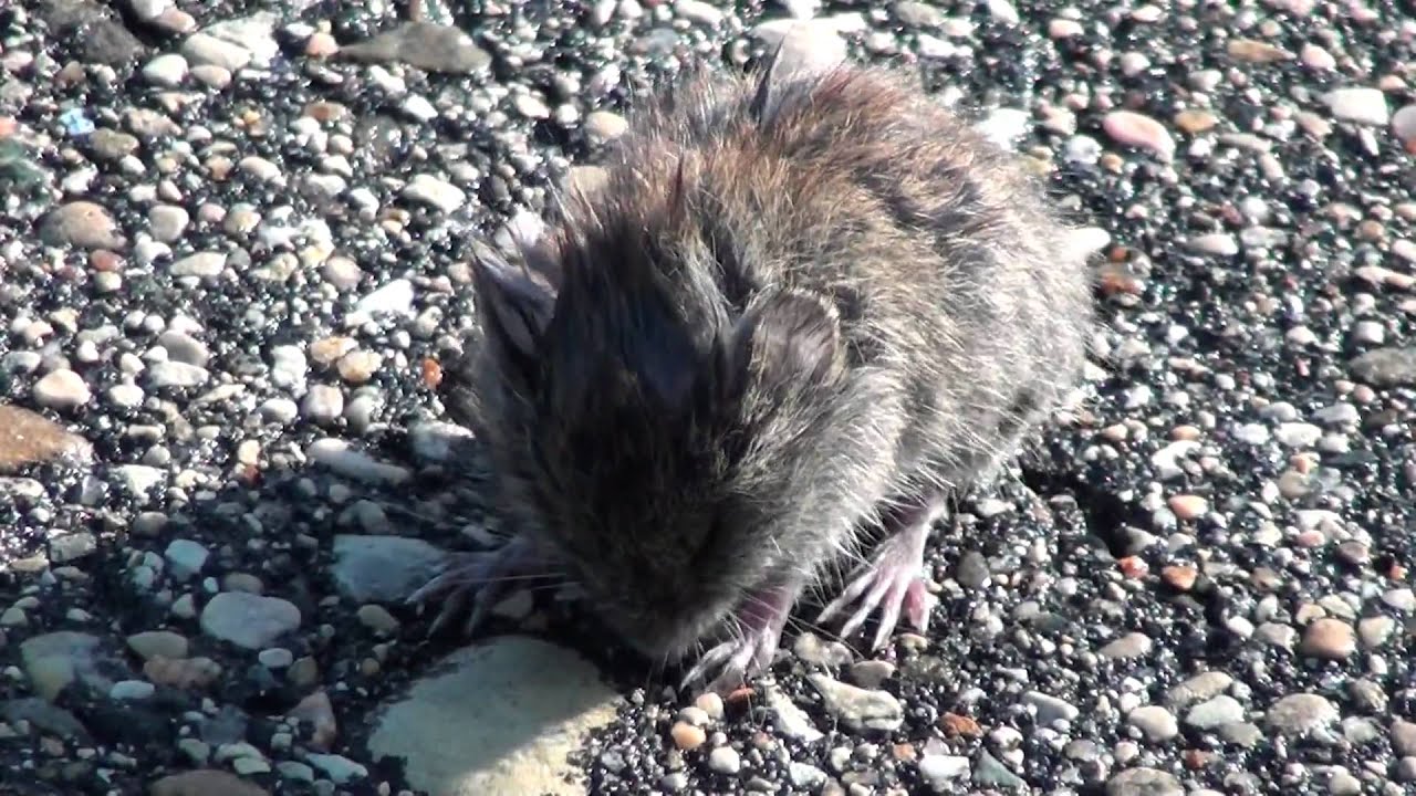 Southern Red-backed Vole (Cricetidae: Myodes/Clethrionomys gapperi) on ...