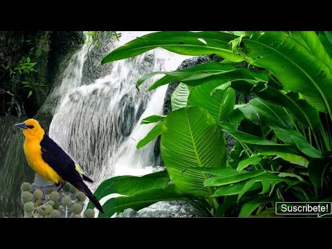 Beautiful Birds Singing in the Mountains, Gentle Water Stream Sounds, Soothing Forest Sounds