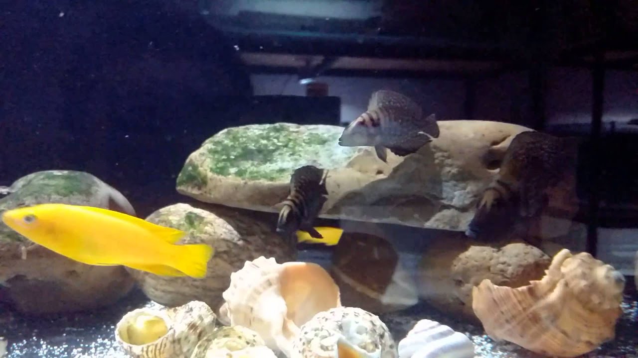 Altolamprologus calvus black Congo, Lamprologus leleupi, Julidochromis ...