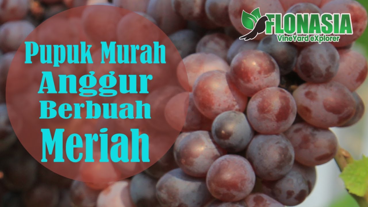 Pupuk Murah Bisa Dibikin Di Rumah, Anggur Berbuah Meriah - YouTube