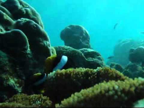 Nemo Black Clownfish - YouTube