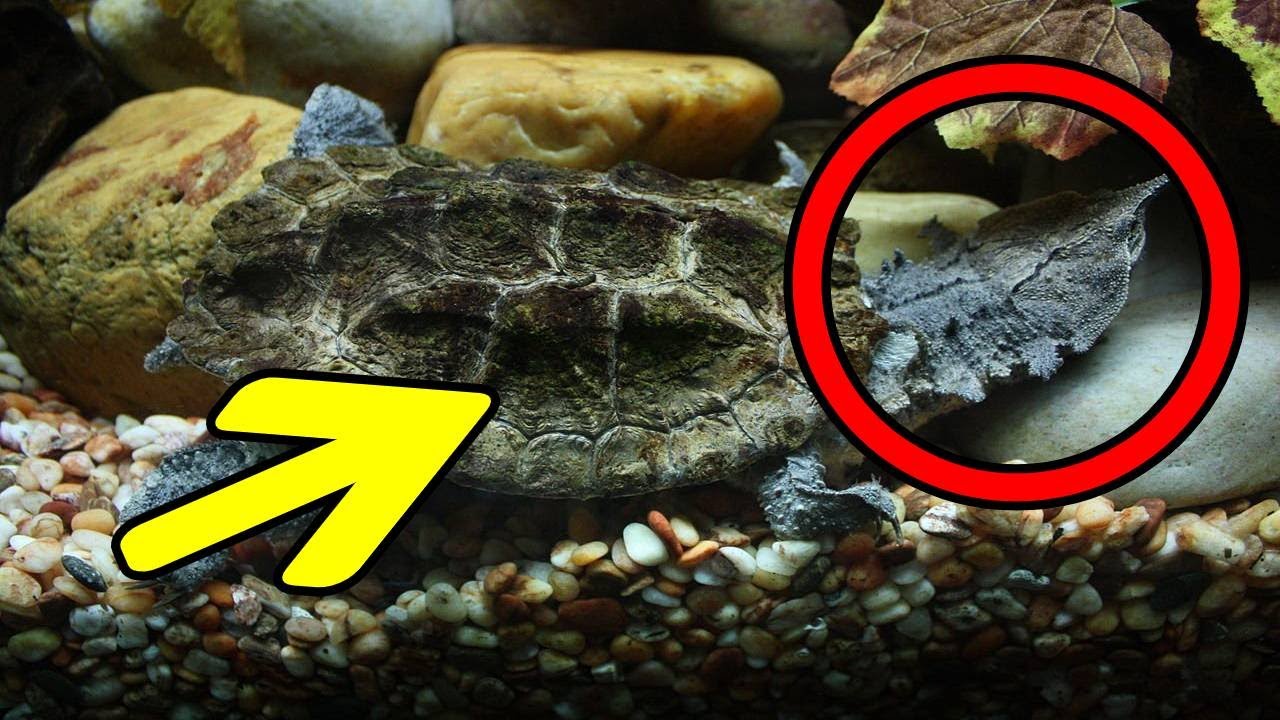 When Experts Ran Tests On This Bizarre Creature, They Uncovered A ...