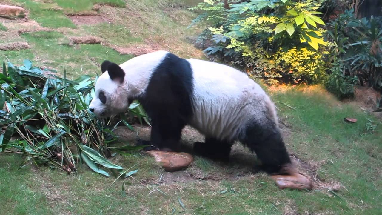 Hong-Kong. Ocean park. Panda AnAn. Part2 - YouTube